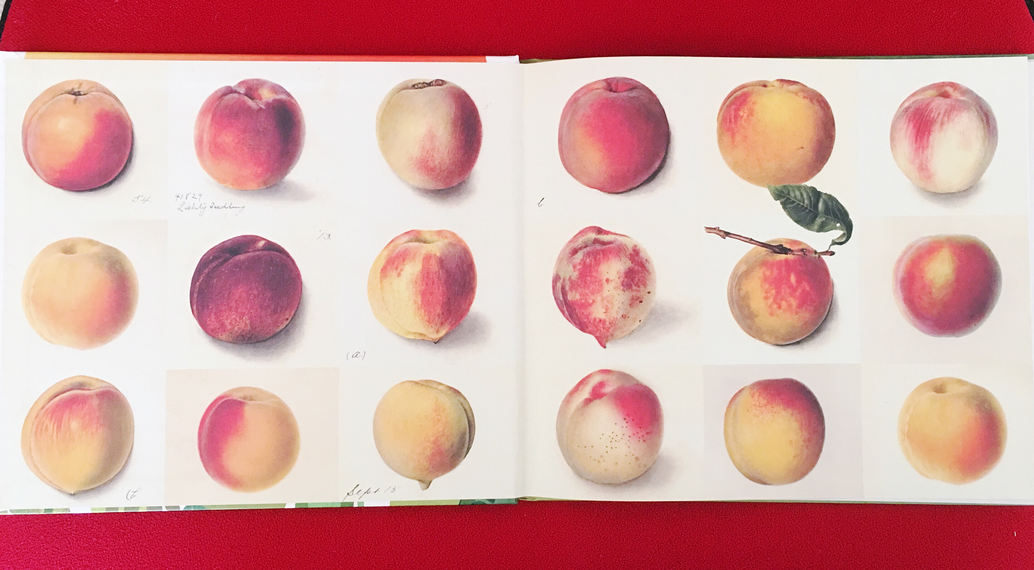 The Last Peach – Little Big Reads